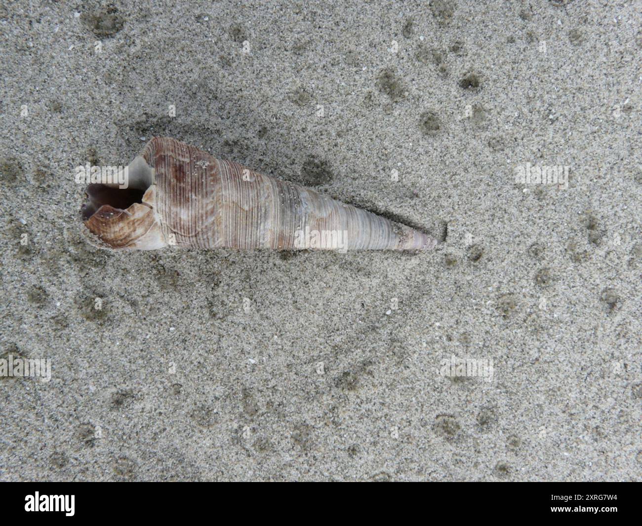 Turret Shell (Maoricolpus roseus) Mollusca Stock Photo - Alamy
