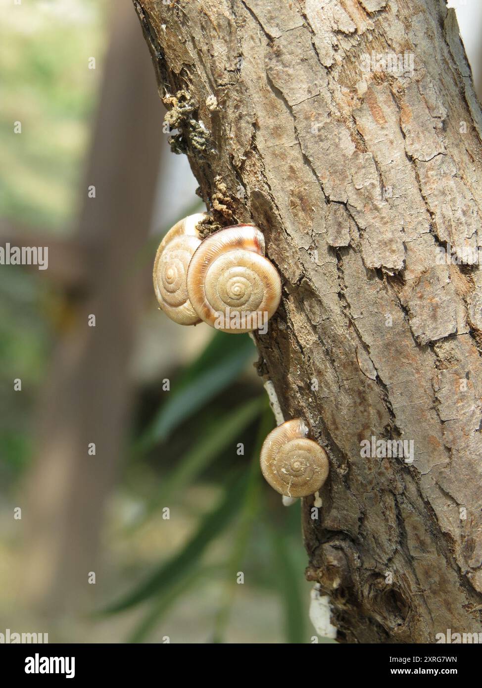 (Cathaica fasciola) Mollusca Stock Photo - Alamy