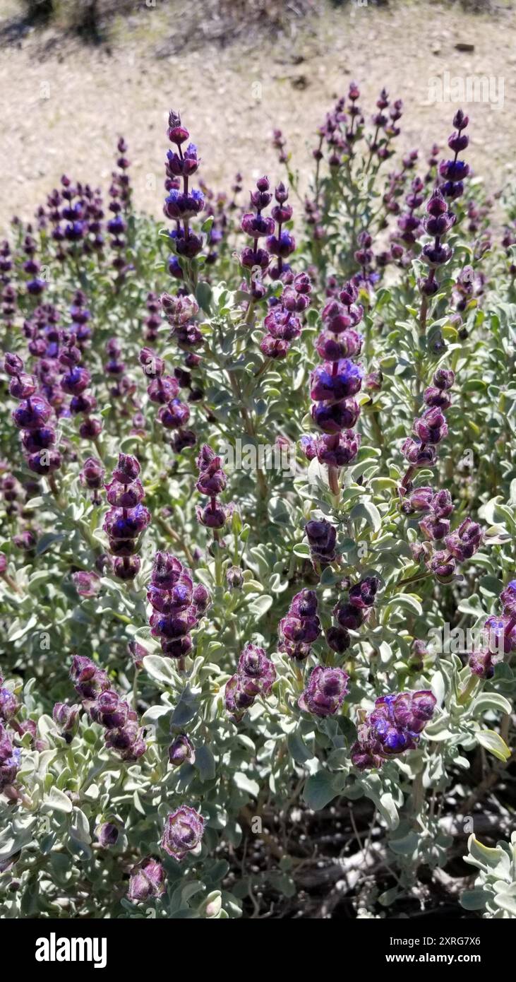 Dorr's Sage (Salvia dorrii) Plantae Stock Photo - Alamy