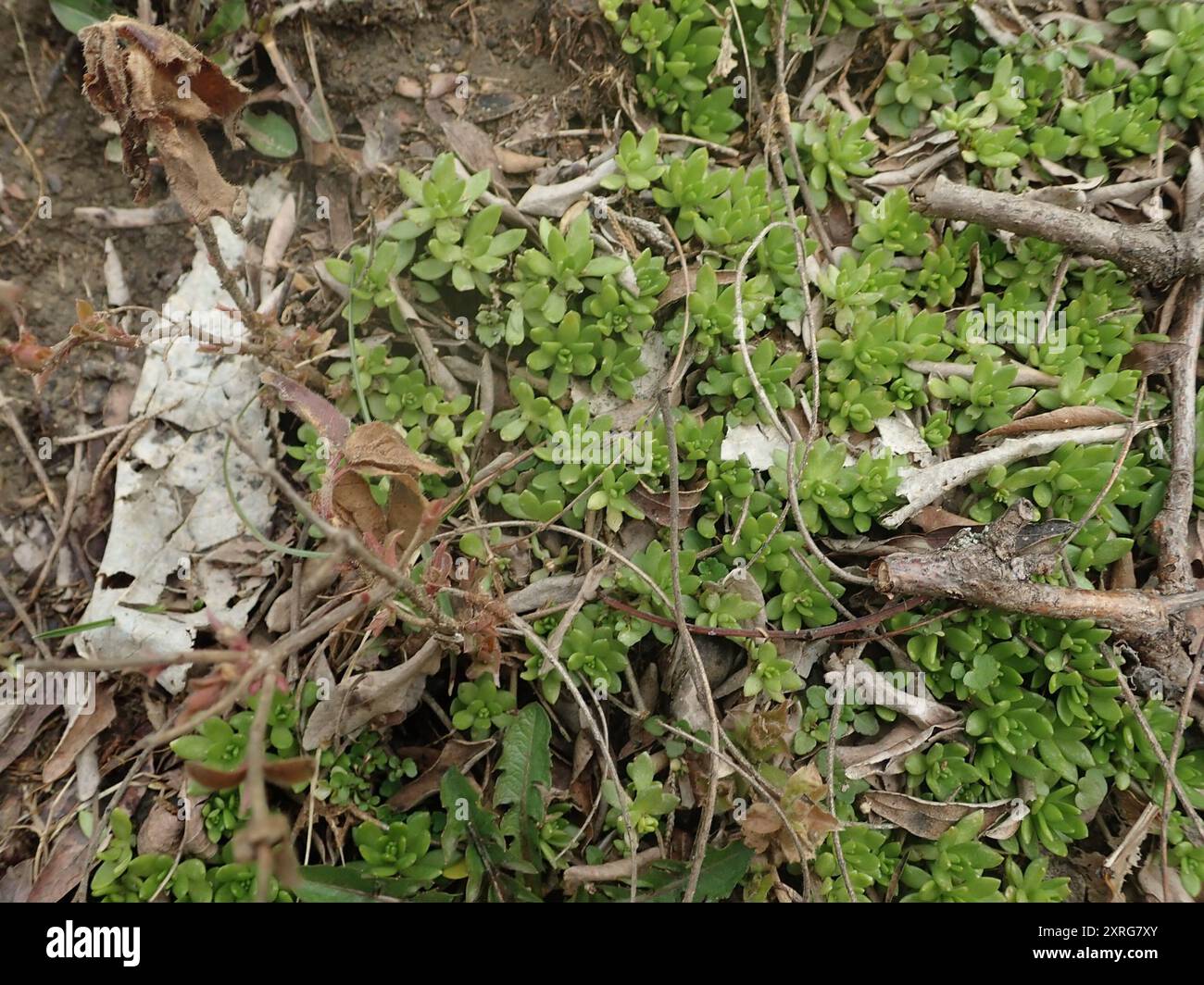 Stringy Stonecrop (Sedum sarmentosum) Plantae Stock Photo - Alamy