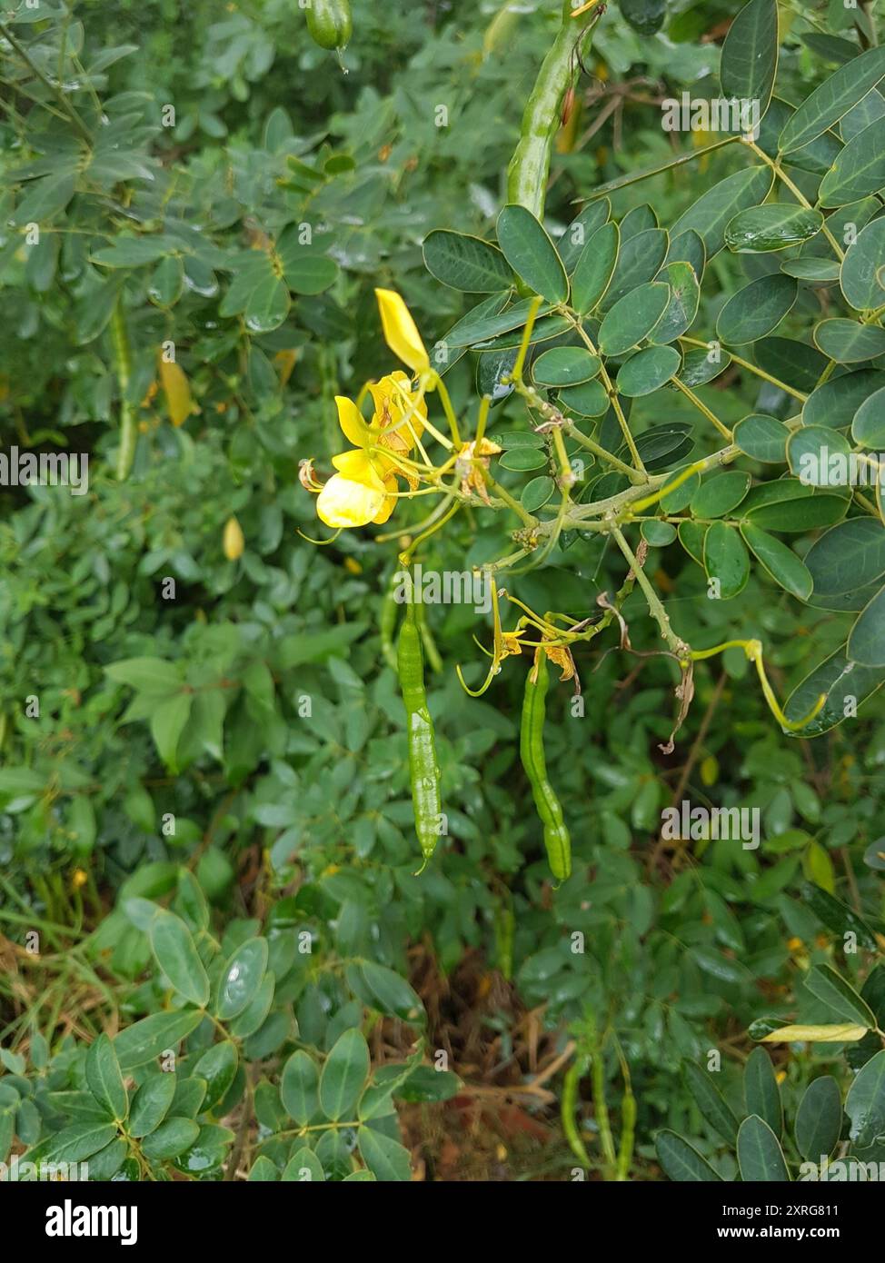 Christmas Senna (Senna pendula) Plantae Stock Photo - Alamy