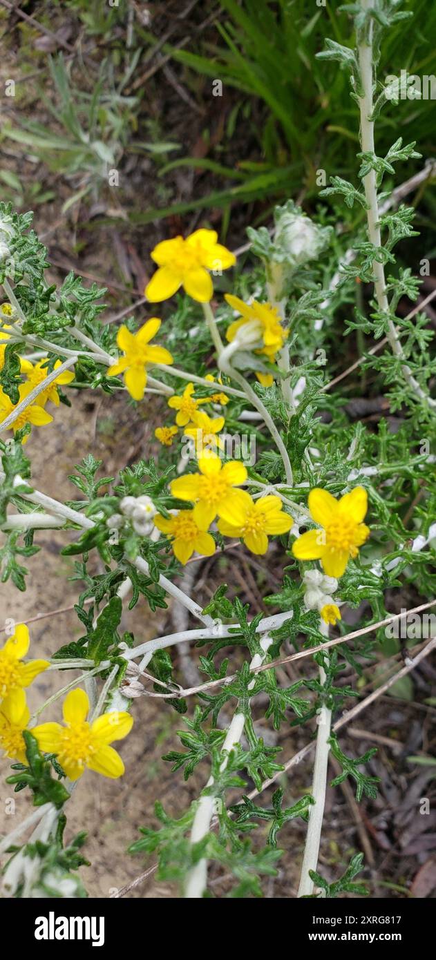 Golden Yarrow (Eriophyllum confertiflorum) Plantae Stock Photo - Alamy