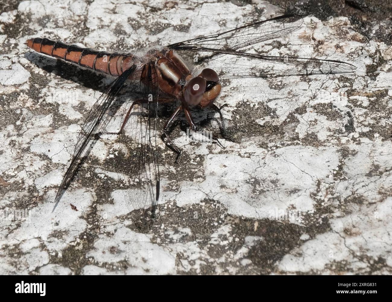 Blue Corporal (Ladona deplanata) Insecta Stock Photo - Alamy