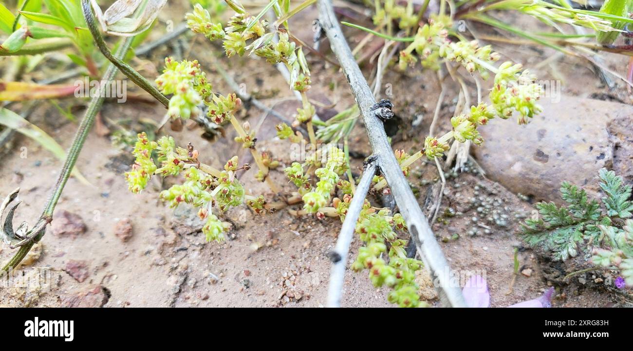 sand pygmyweed (Crassula connata) Plantae Stock Photo - Alamy
