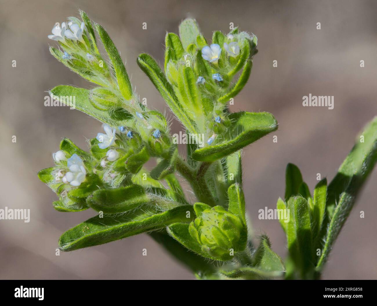 Flatspine Stickseed (Lappula occidentalis) Plantae Stock Photo - Alamy