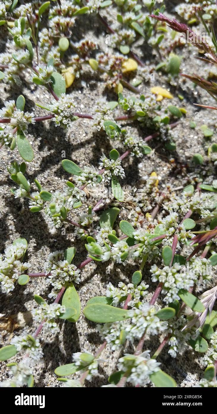Frost Mat (Achyronychia cooperi) Plantae Stock Photo - Alamy