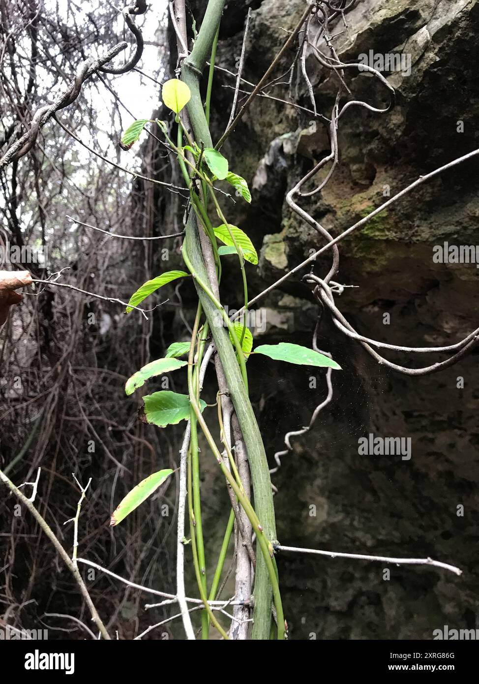 Supplejack (Berchemia scandens) Plantae Stock Photo - Alamy