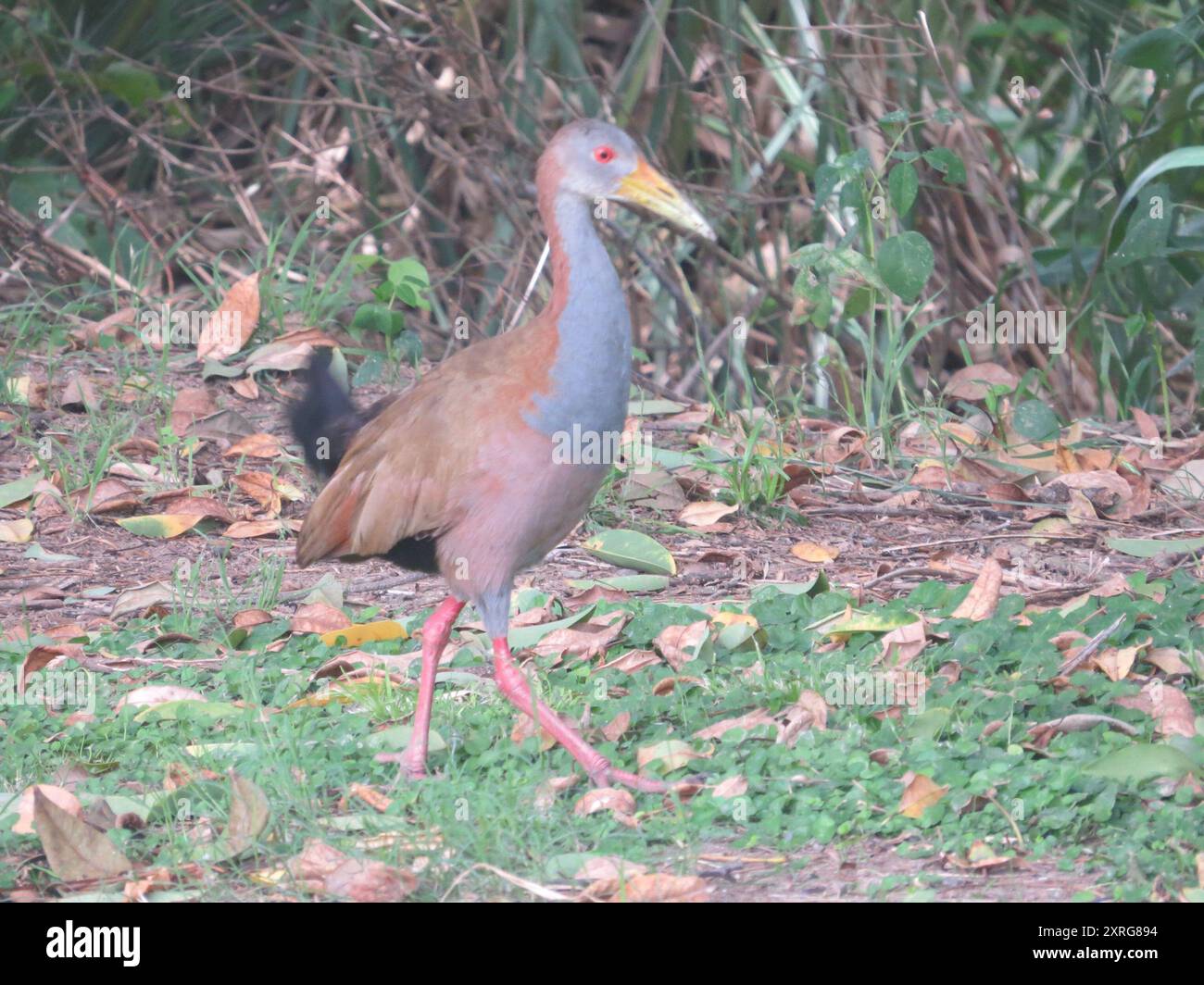Giant Wood-Rail (Aramides ypecaha) Aves Stock Photo - Alamy