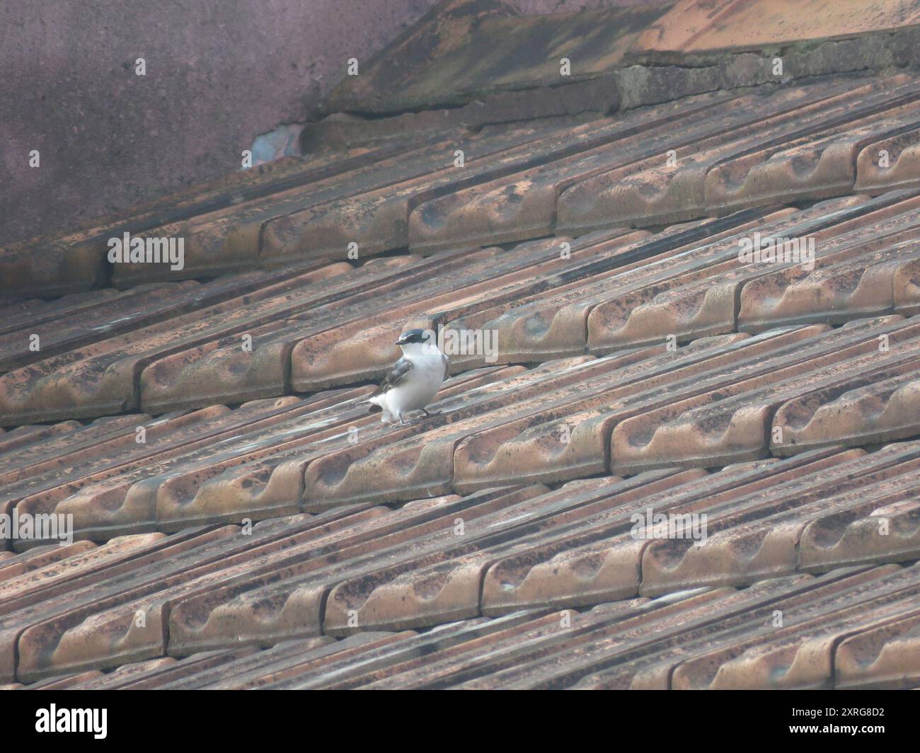 White-rumped Swallow (Tachycineta leucorrhoa) Aves Stock Photo - Alamy