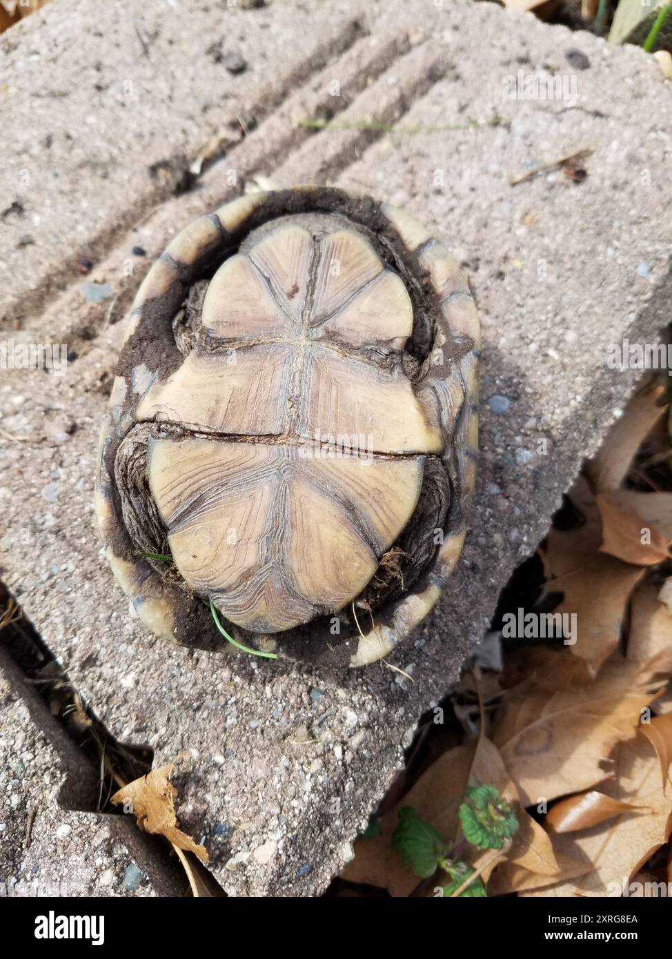 Mud Turtles (Kinosternon) Reptilia Stock Photo - Alamy