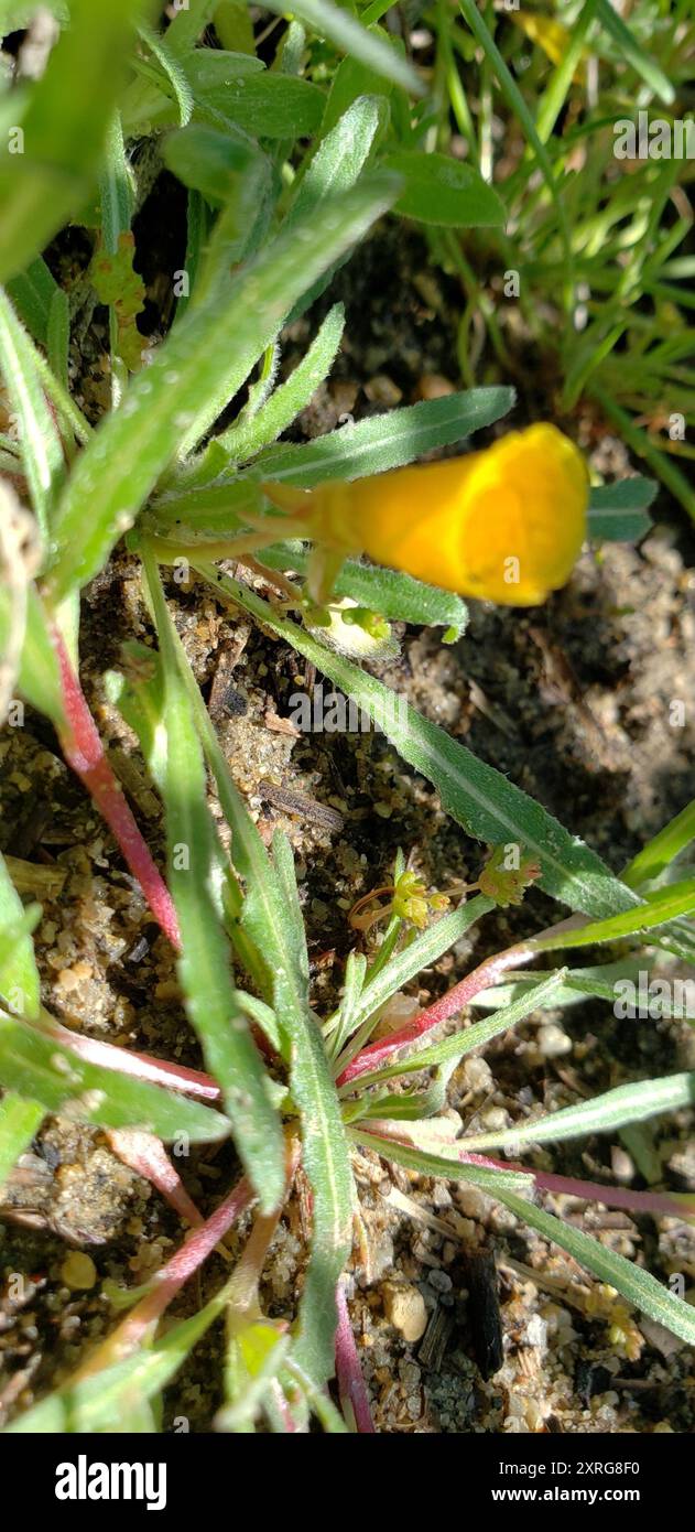 California sun cup (Camissoniopsis bistorta) Plantae Stock Photo - Alamy