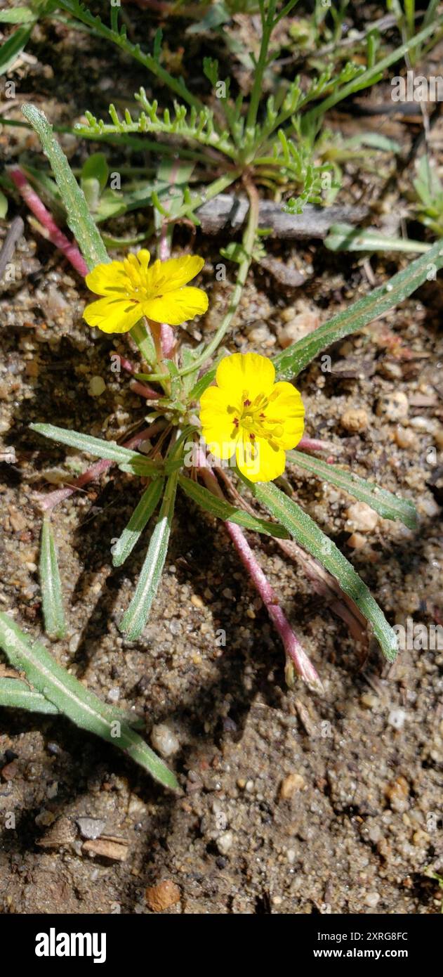 California sun cup (Camissoniopsis bistorta) Plantae Stock Photo - Alamy