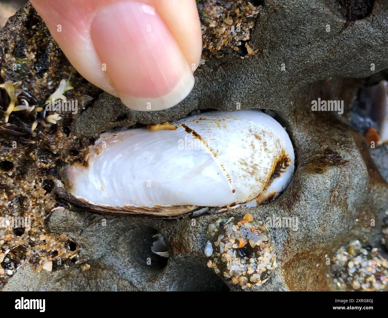 Scale-sided Piddock (Parapholas californica) Mollusca Stock Photo - Alamy