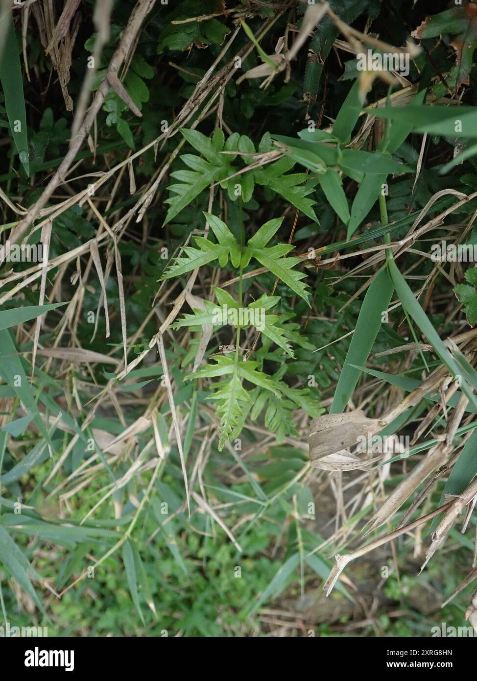 Semi-pinnated Brake (Pteris semipinnata) Plantae Stock Photo - Alamy