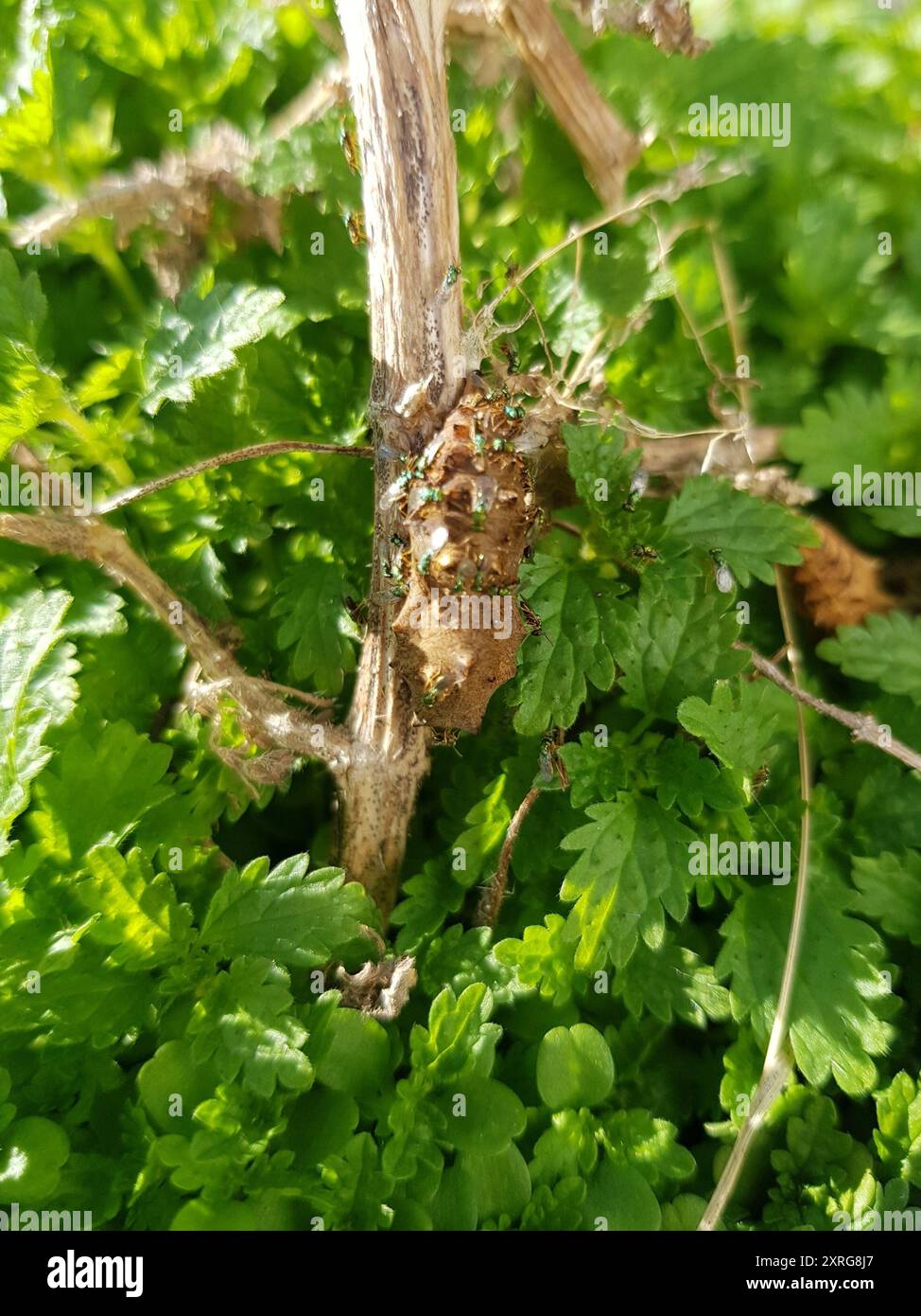 White Butterfly Pupal Parasitoid Wasp (Pteromalus puparum) Insecta ...