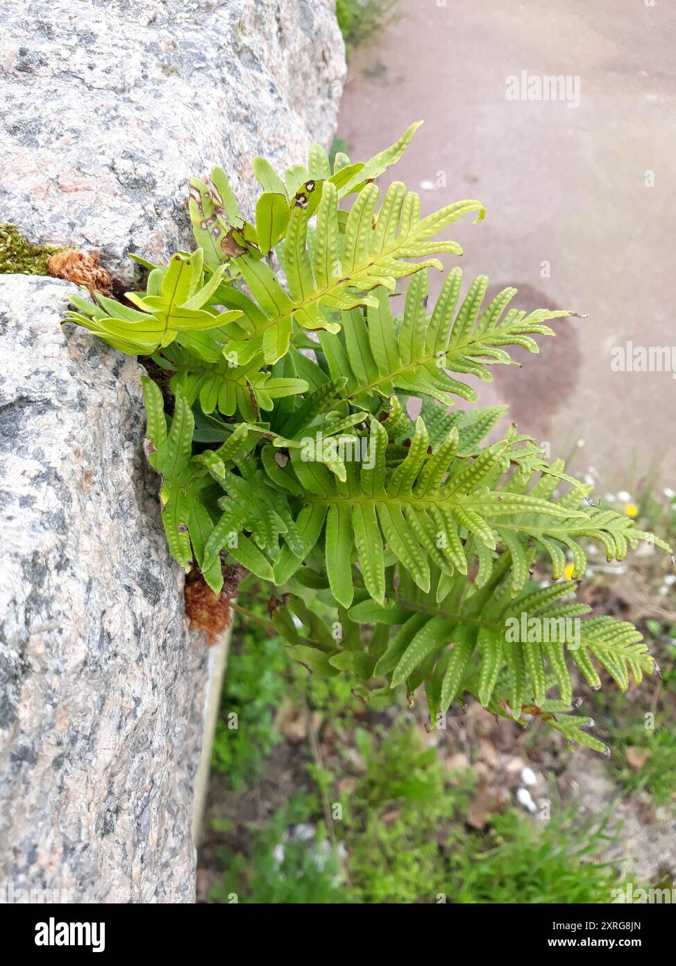 common polypody (Polypodium vulgare) Plantae Stock Photo - Alamy