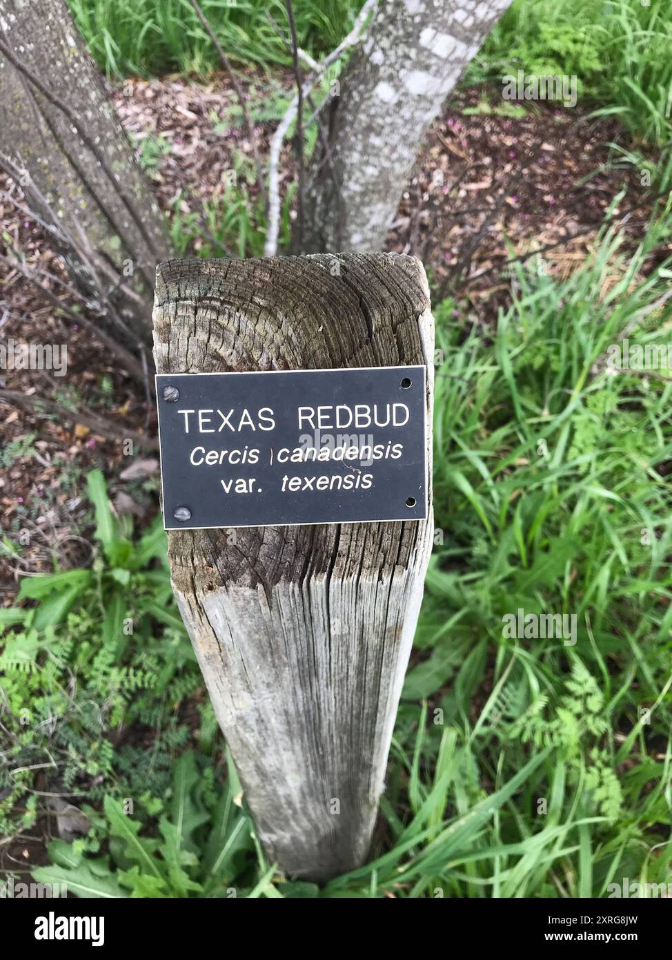 Texas redbud (Cercis canadensis texensis) Plantae Stock Photo - Alamy