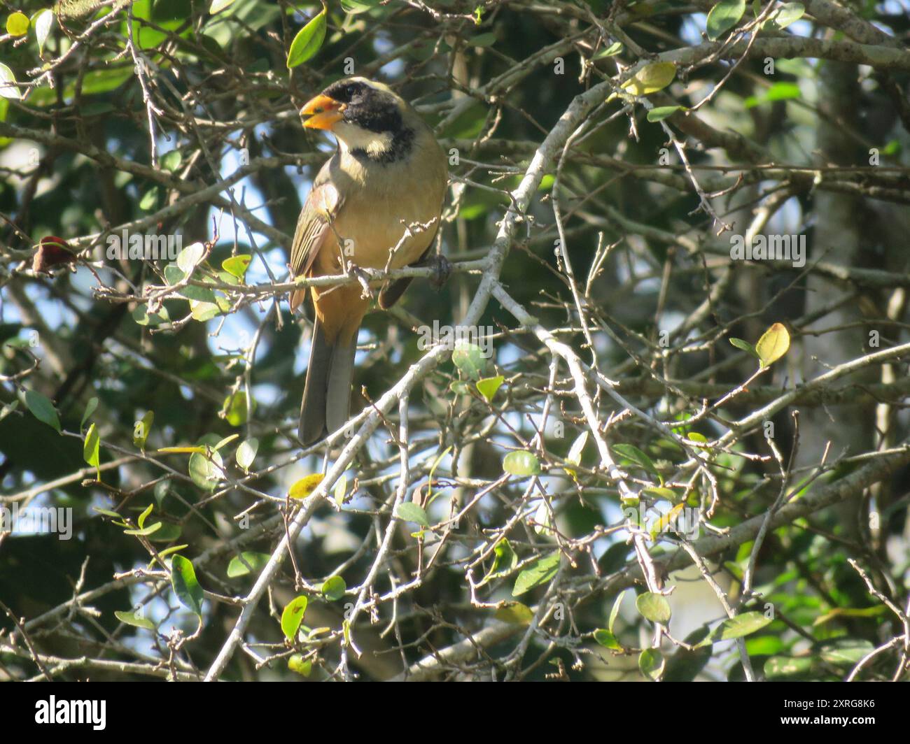 Golden-billed Saltator (Saltator aurantiirostris) Aves Stock Photo - Alamy