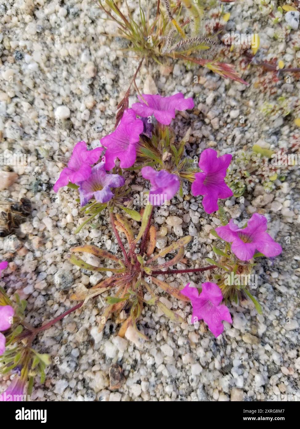 purple mat (Nama demissa) Plantae Stock Photo - Alamy