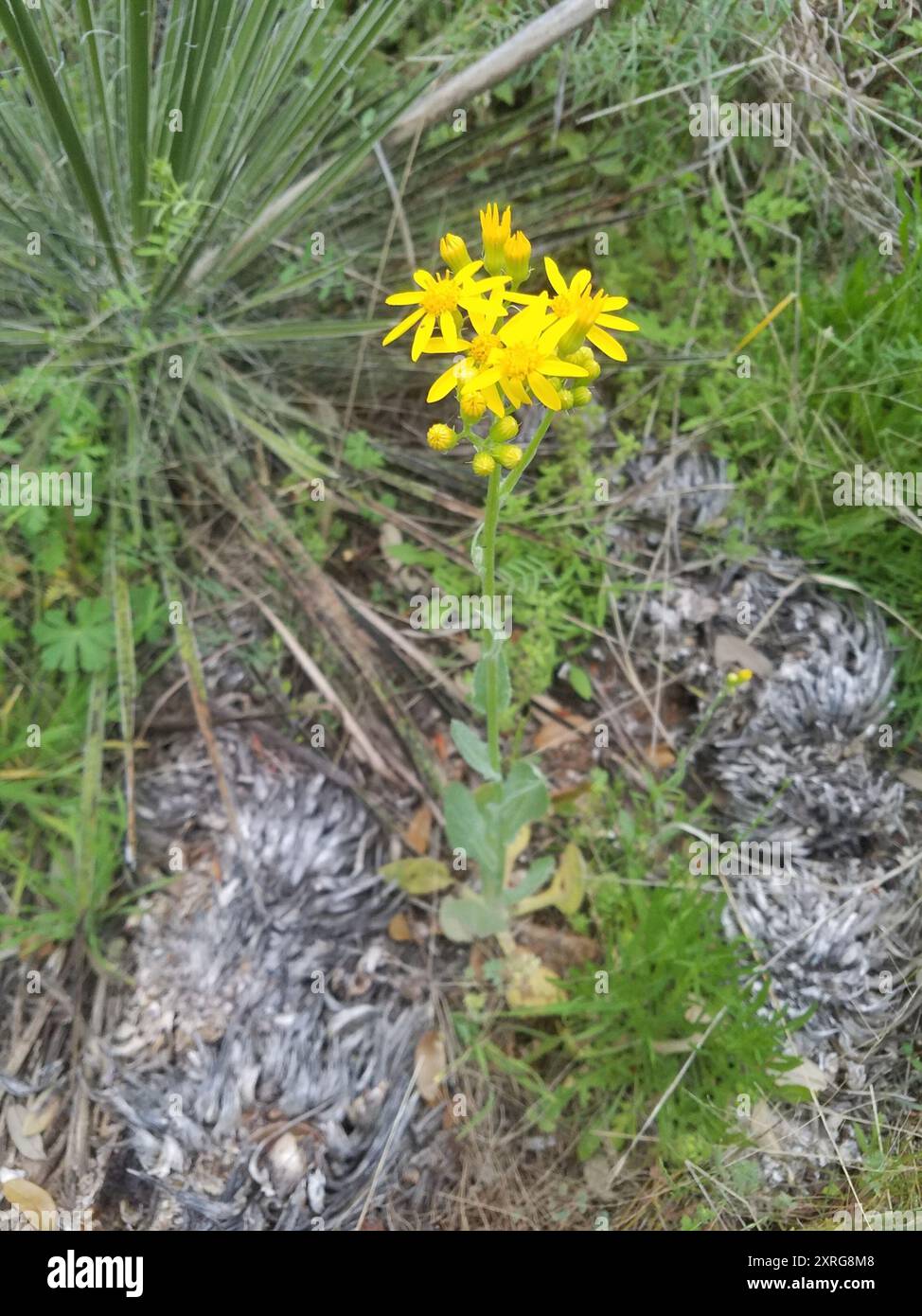 Texas ragwort (Senecio ampullaceus) Plantae Stock Photo - Alamy