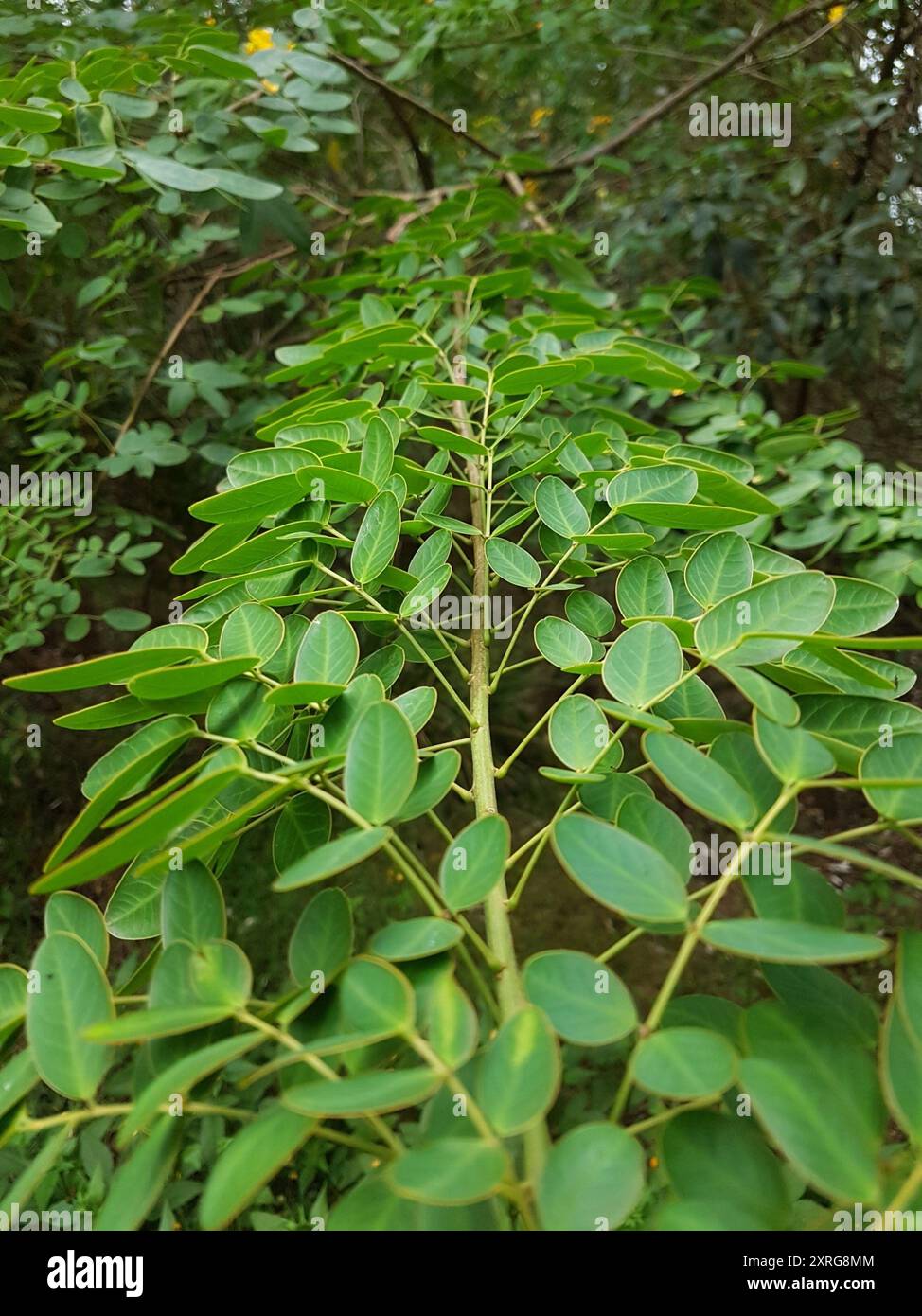 Christmas Senna (Senna pendula) Plantae Stock Photo - Alamy