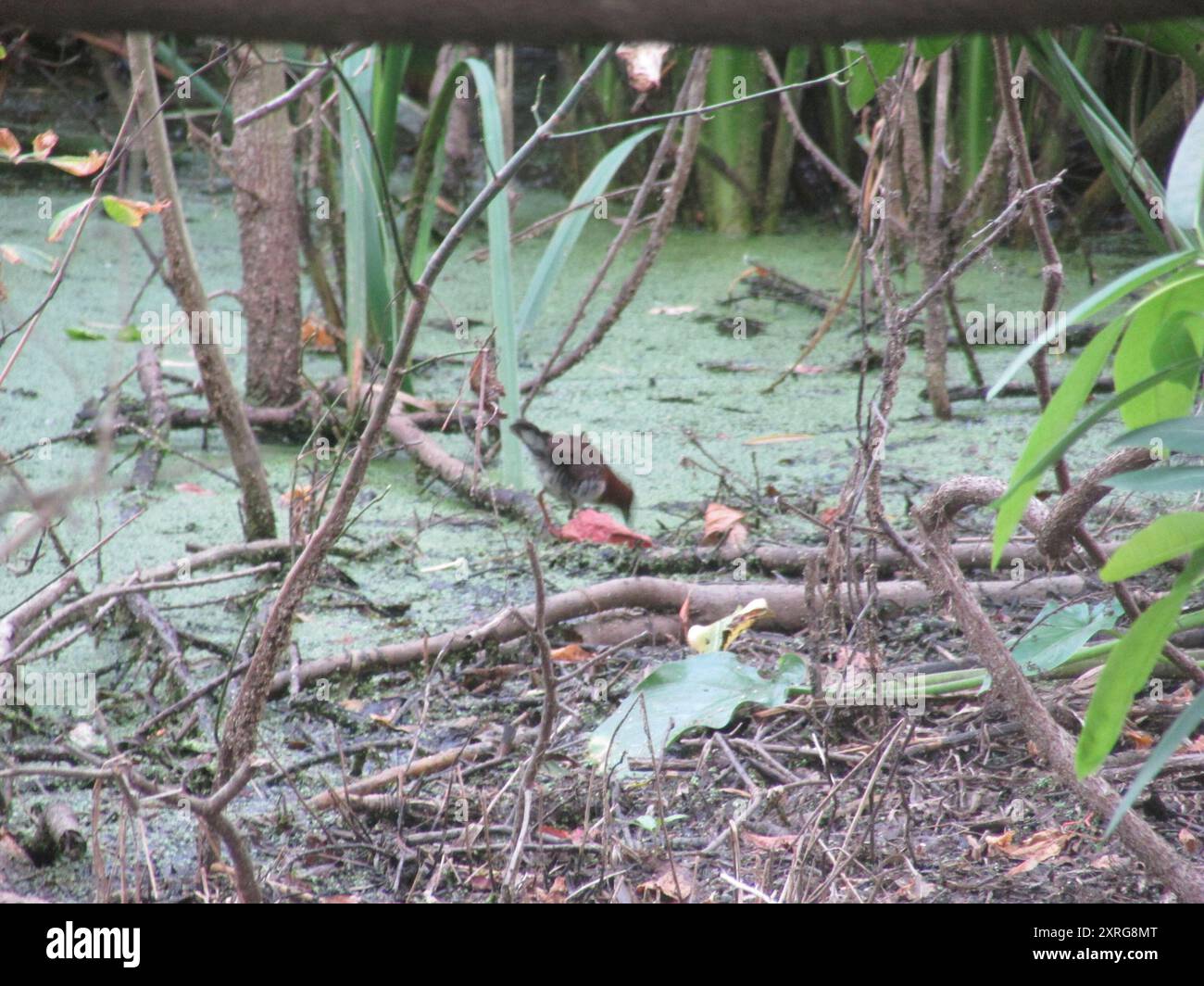 Red-and-white Crake (Laterallus leucopyrrhus) Aves Stock Photo - Alamy