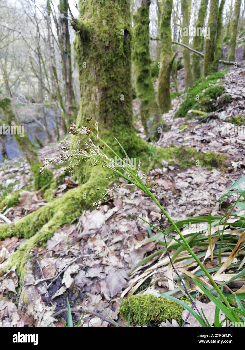 Great Woodrush (Luzula sylvatica) Plantae Stock Photo - Alamy