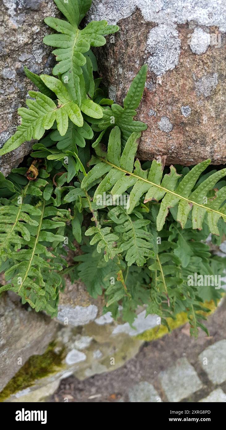 common polypody (Polypodium vulgare) Plantae Stock Photo - Alamy