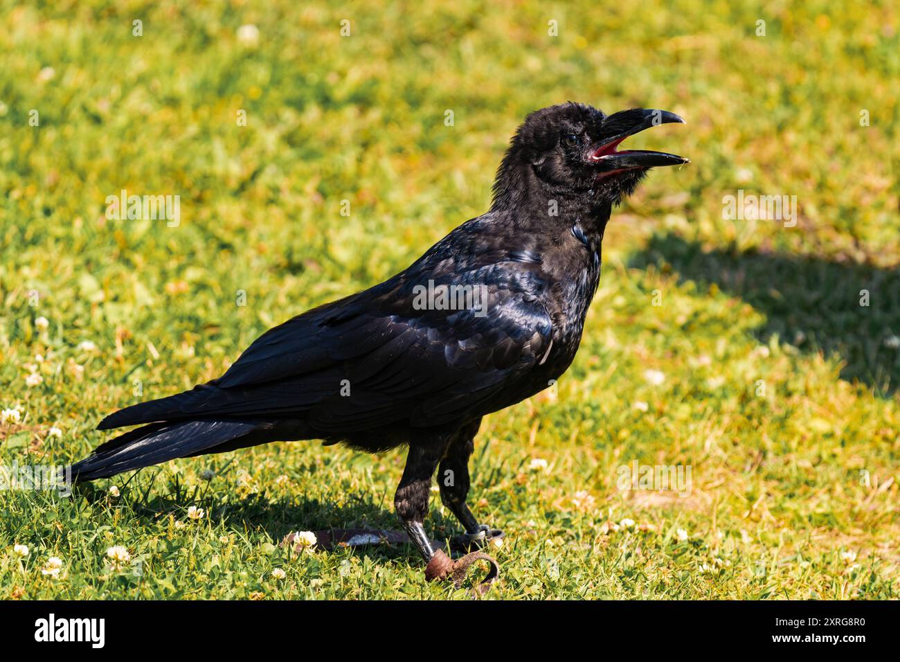 Cape crow or black crow (Corvus capensis Stock Photo - Alamy