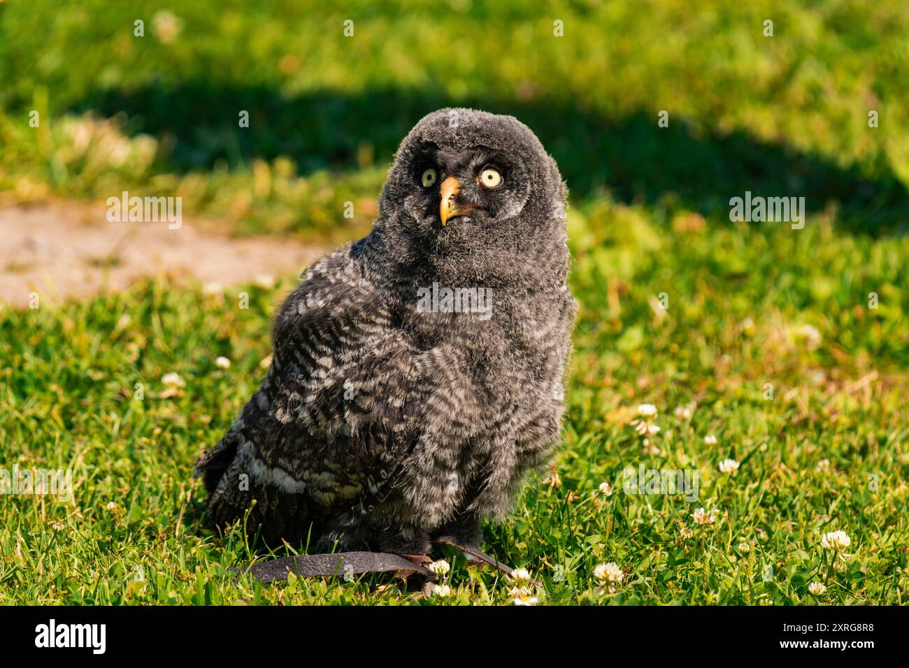 Baby grey owl hi-res stock photography and images - Alamy