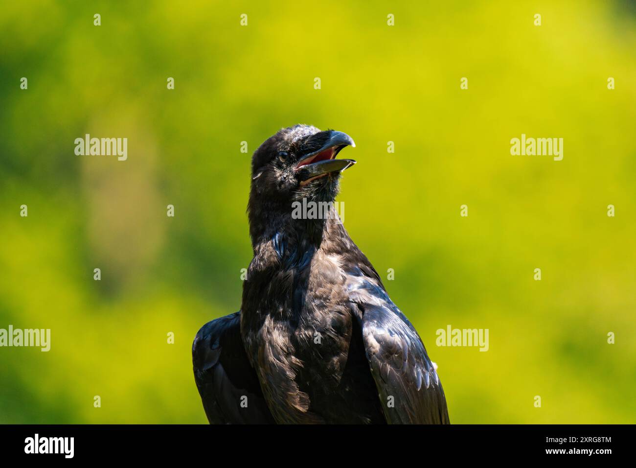Cape black crow corvus capensis hi-res stock photography and images - Alamy