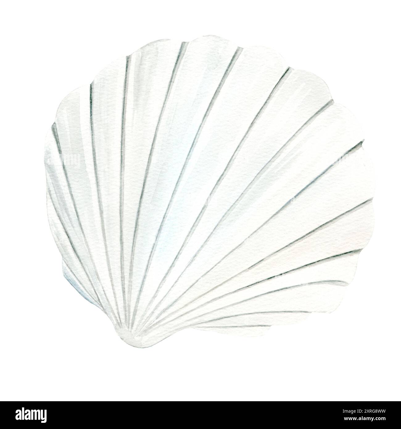 Sea Shell Scallop. Isolated drawing on white background. Watercolor ...