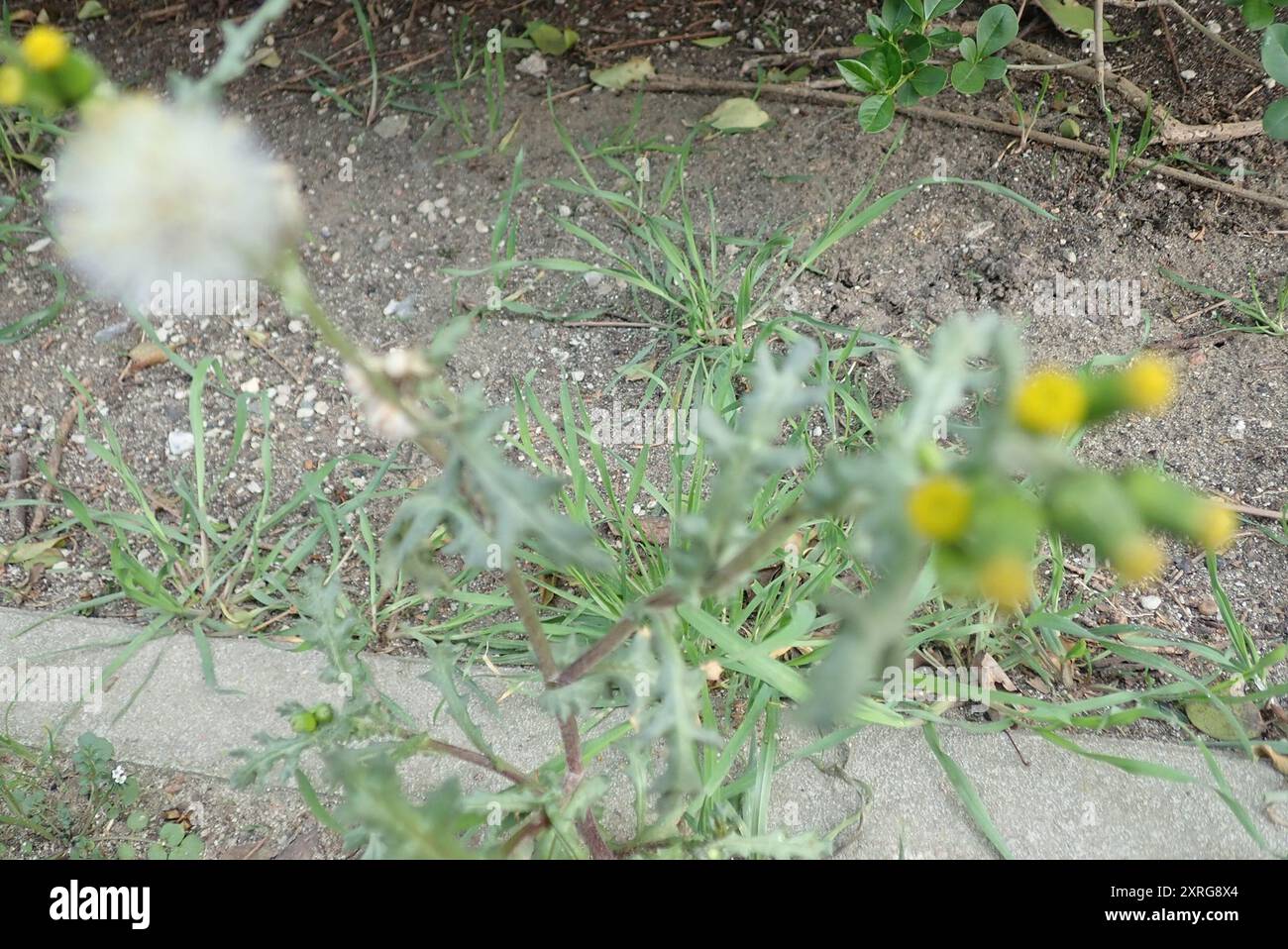 common groundsel (Senecio vulgaris) Plantae Stock Photo - Alamy