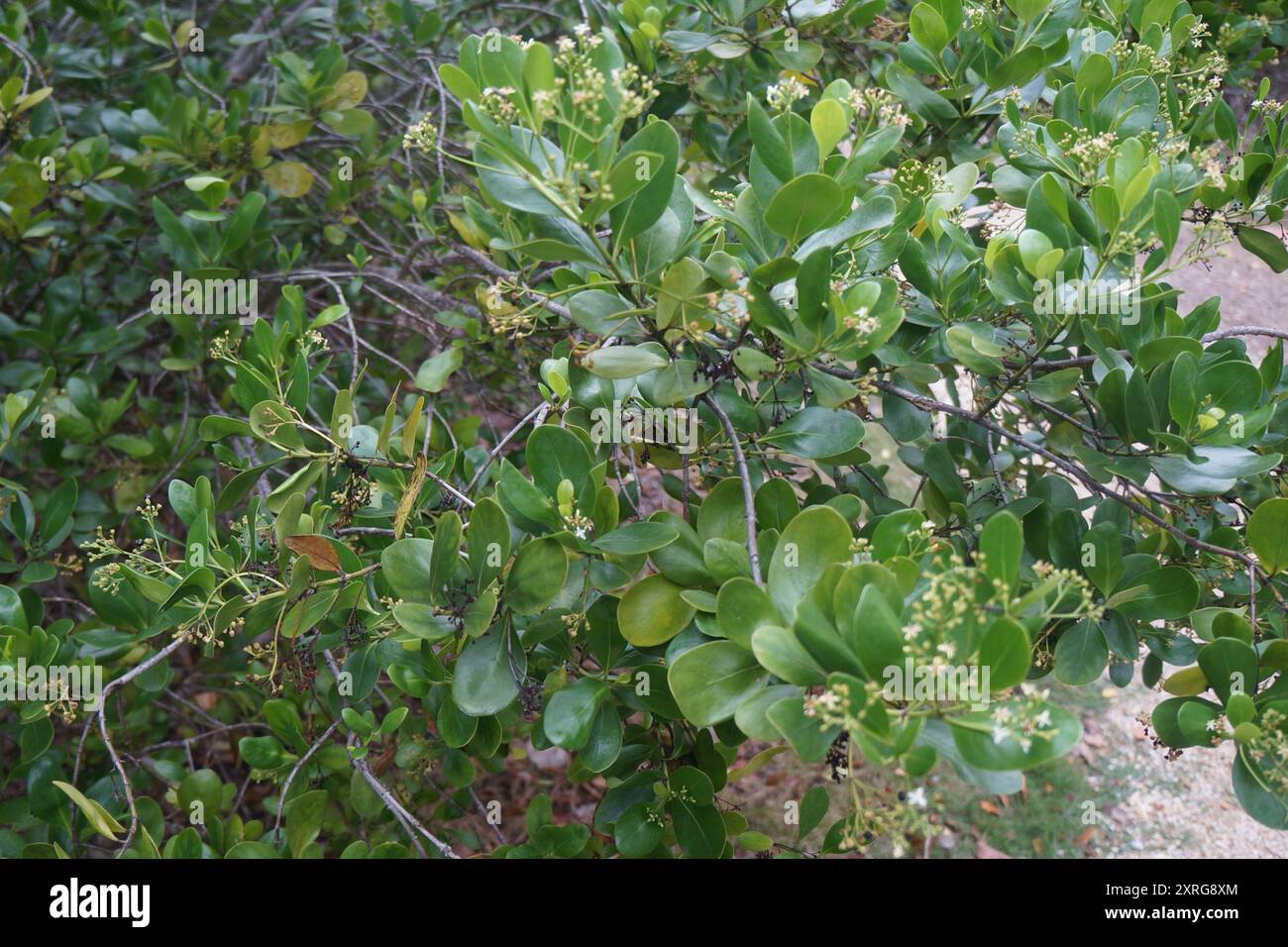 Black Torch (Erithalis fruticosa) Plantae Stock Photo - Alamy