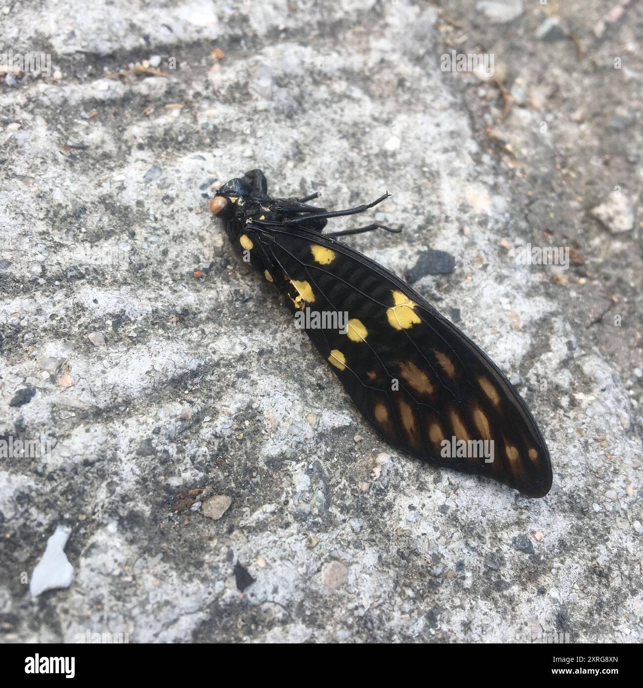 Speckled Black Cicada (Gaeana maculata) Insecta Stock Photo - Alamy