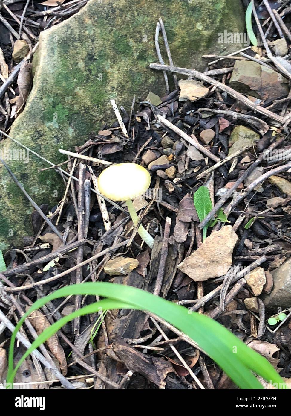 yellow fieldcap (Bolbitius titubans) Fungi Stock Photo - Alamy