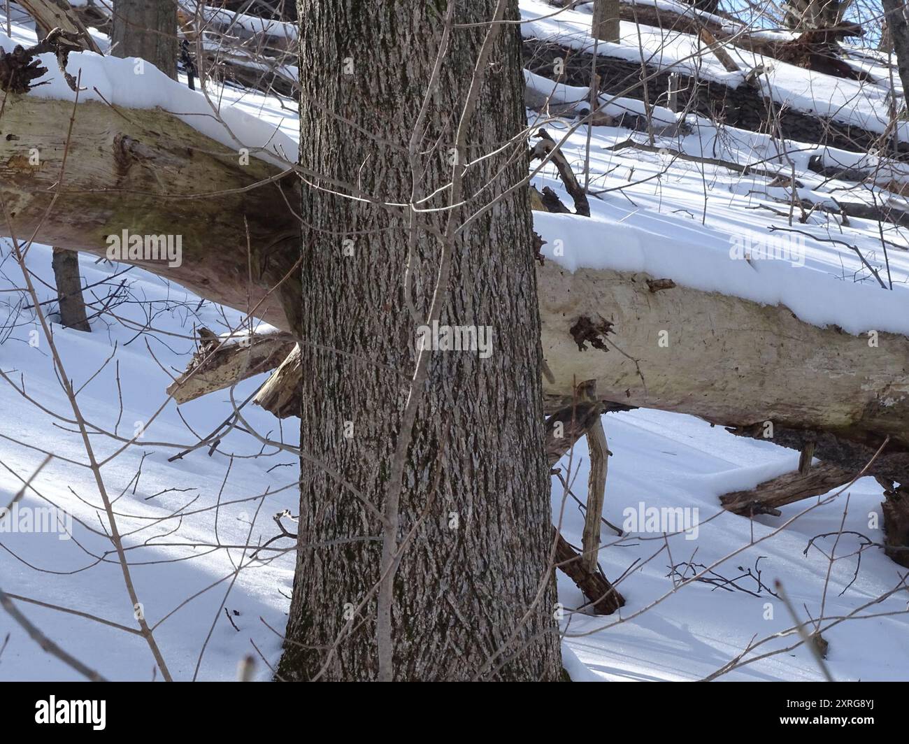 bitternut hickory (Carya cordiformis) Plantae Stock Photo - Alamy
