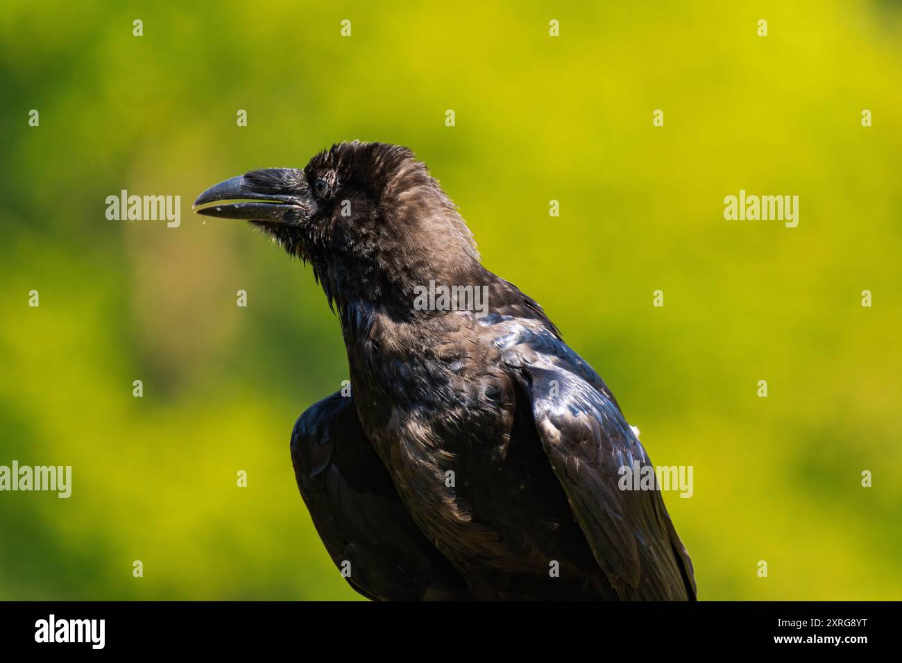 Cape crow or black crow (Corvus capensis Stock Photo - Alamy