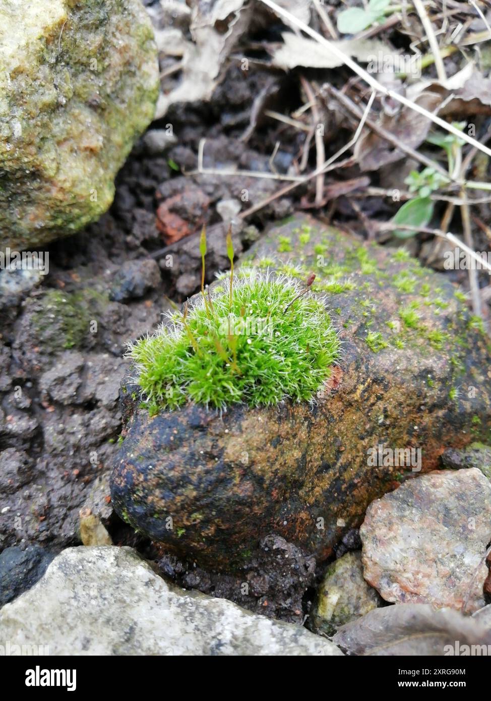 Wall Screw-moss (Tortula muralis) Plantae Stock Photo - Alamy