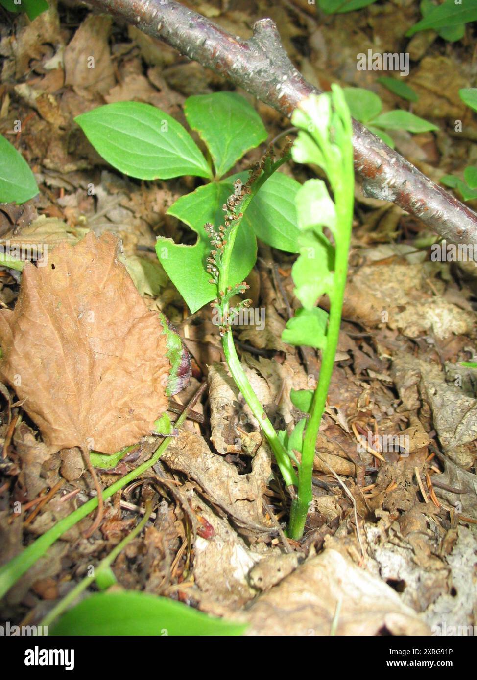 Mingan moonwort (Botrychium minganense) Plantae Stock Photo - Alamy