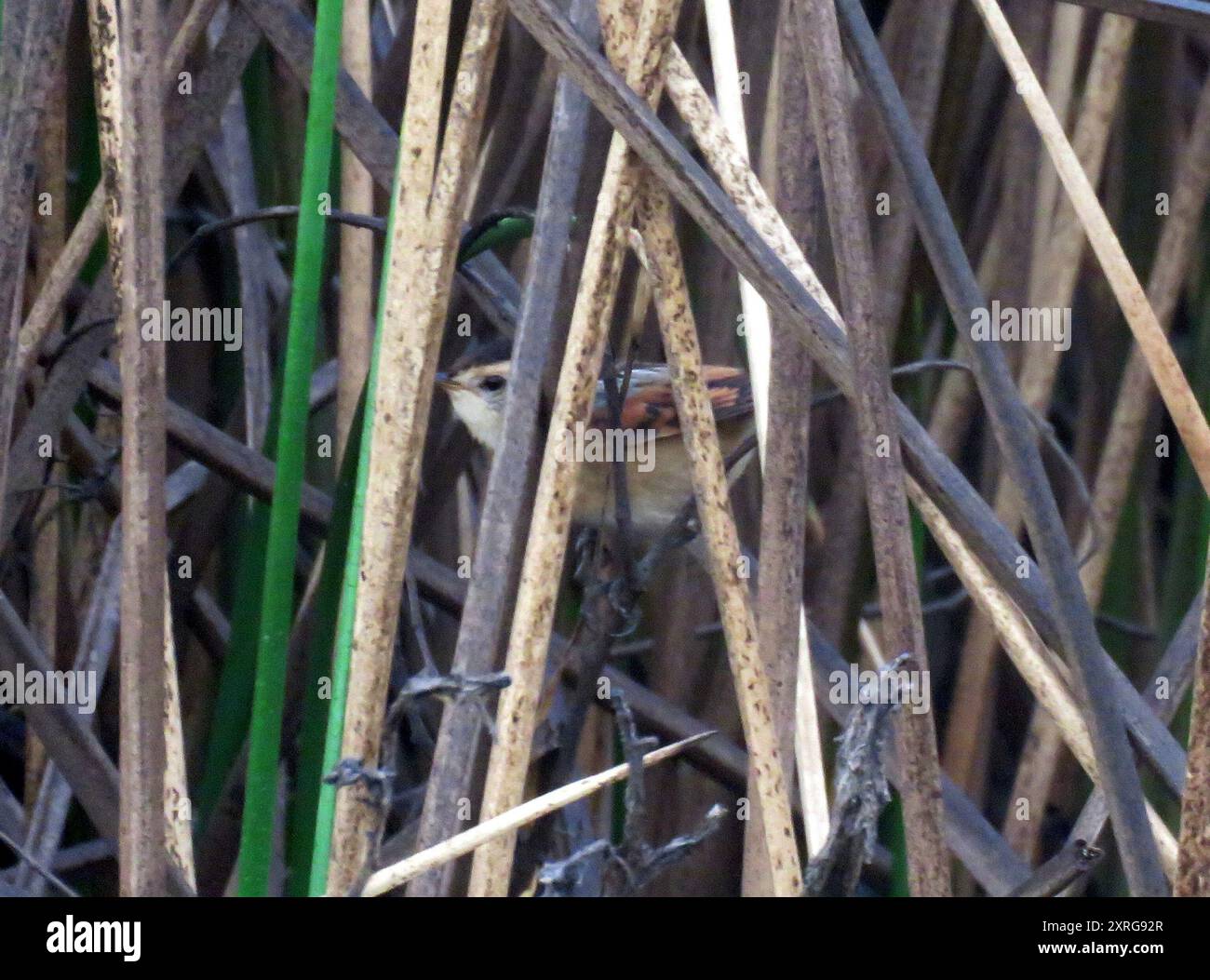 Phleocryptes melanops hi-res stock photography and images - Alamy