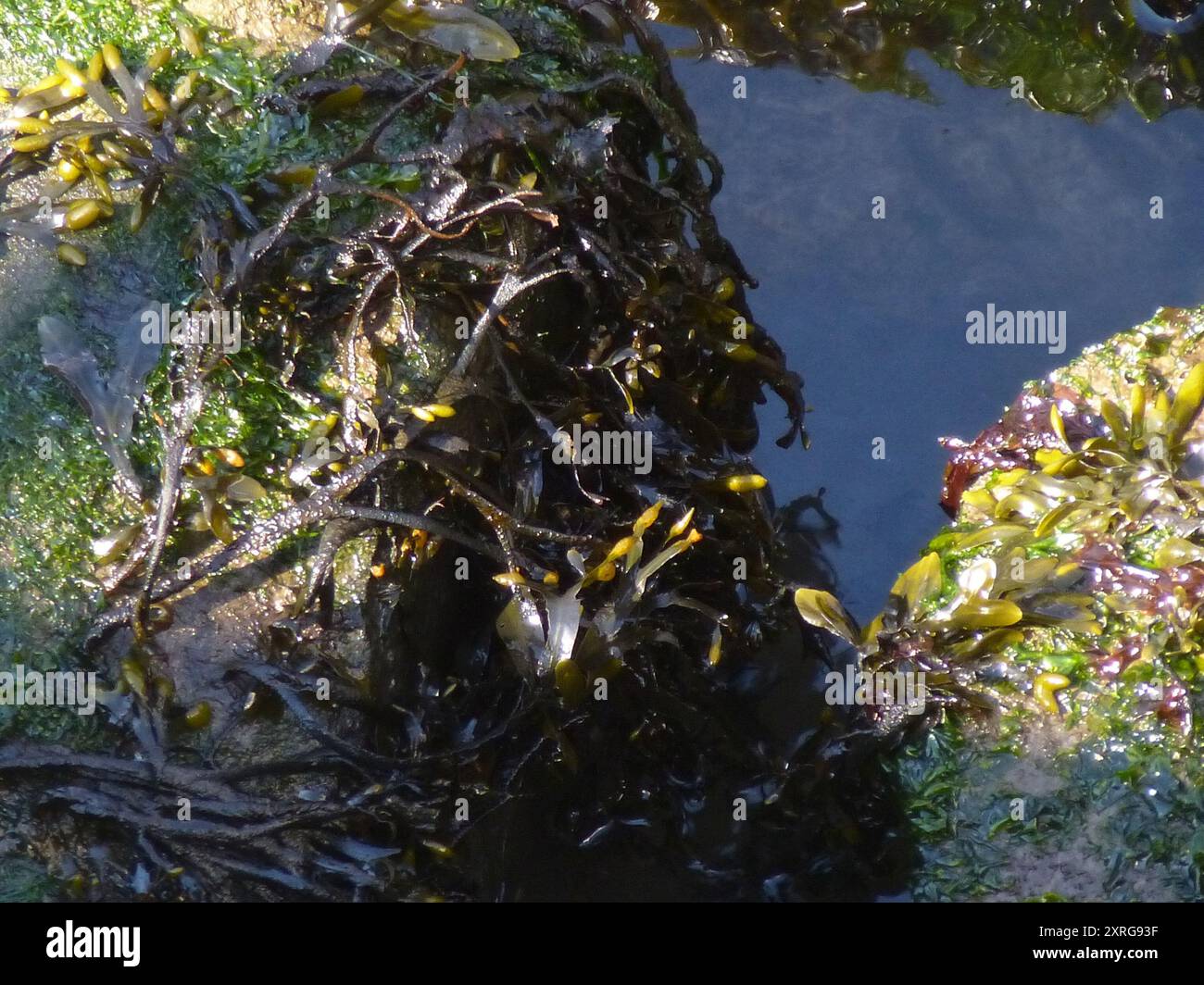red algae (Rhodophyta) Plantae Stock Photo - Alamy