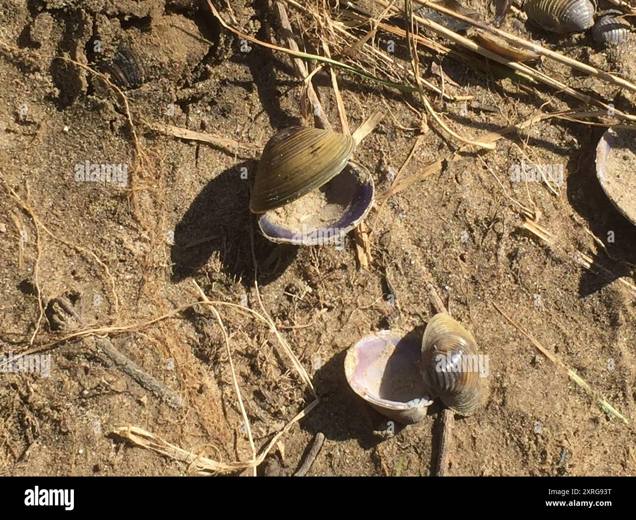 Asian Clam (Corbicula fluminea) Mollusca Stock Photo - Alamy
