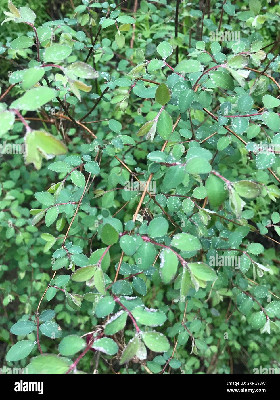 coralberry (Symphoricarpos orbiculatus) Plantae Stock Photo - Alamy