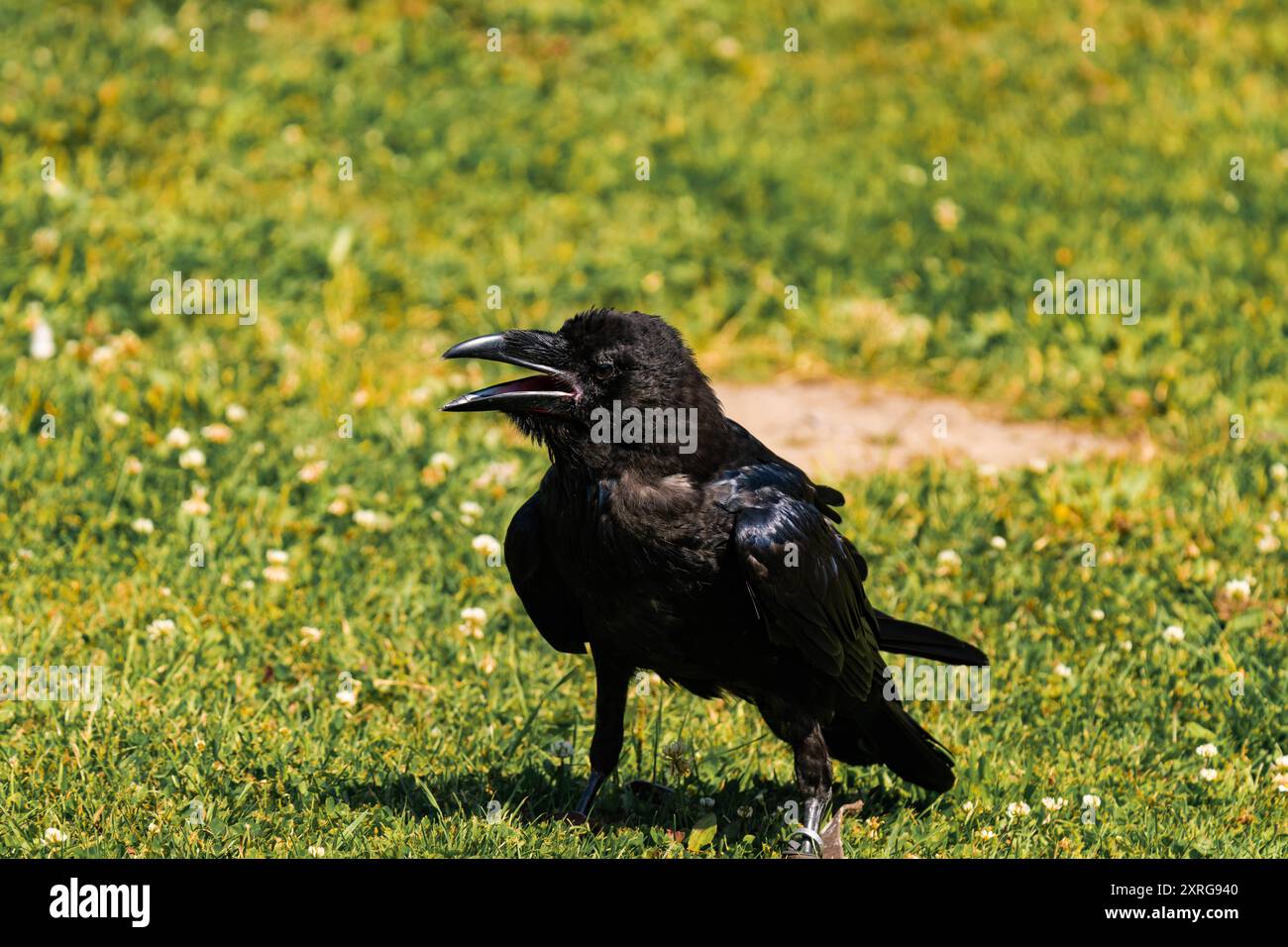 Cape crow or black crow (Corvus capensis Stock Photo - Alamy