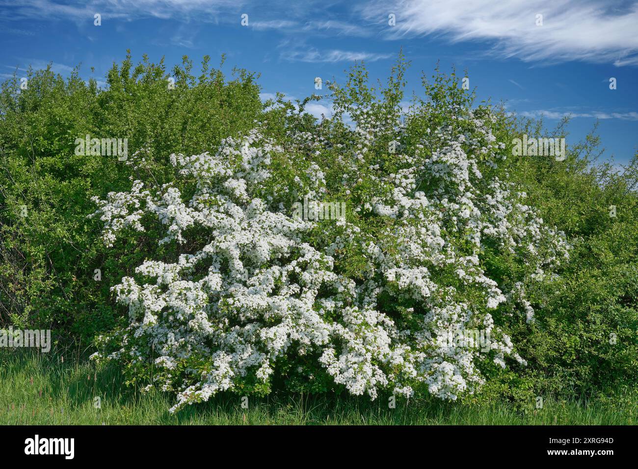 White common hawthorn crataegus hi-res stock photography and images - Alamy