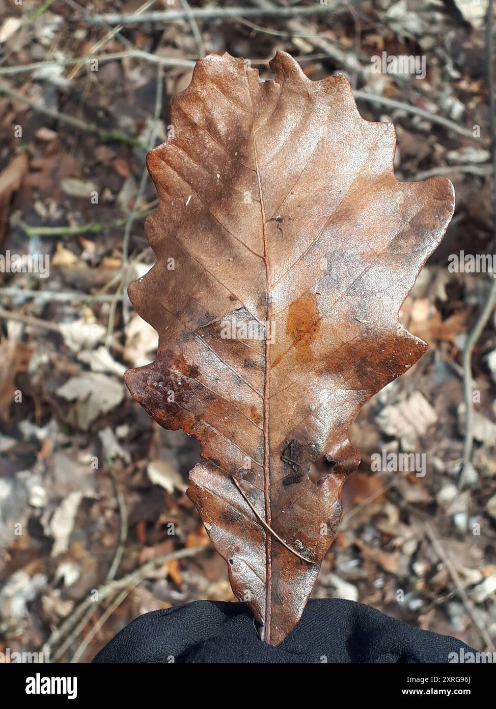 swamp white oak (Quercus bicolor) Plantae Stock Photo - Alamy
