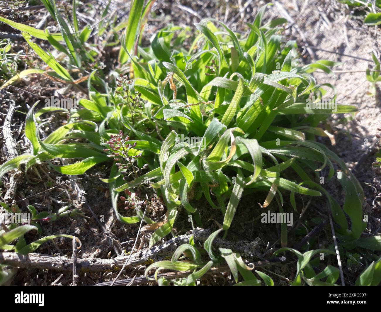 Hare's Tail Grass (Lagurus ovatus) Plantae Stock Photo - Alamy