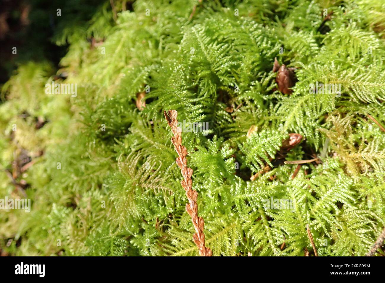 Oregon Beaked Moss (Kindbergia oregana) Plantae Stock Photo - Alamy