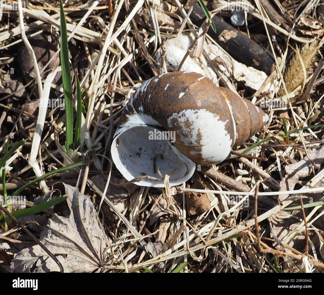 Cipangopaludina chinensis hi-res stock photography and images - Alamy